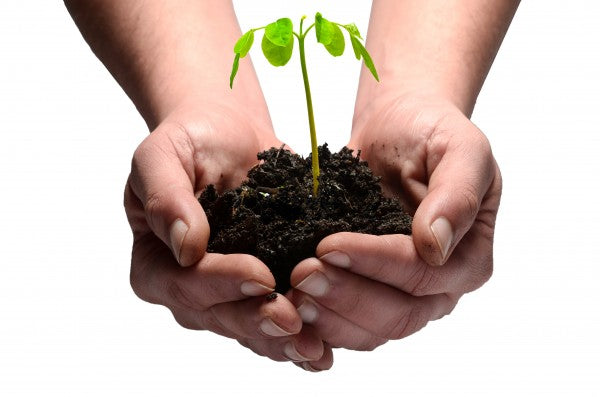 Tree Seeds – Seeds of India