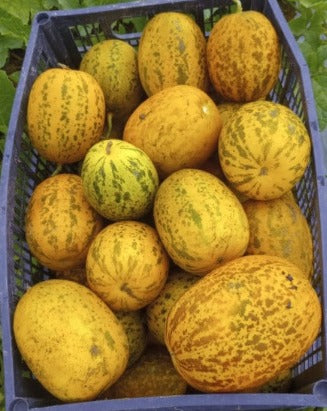 Cucumber-Dosakkai – Seeds of India
