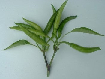 Hot Pepper-Phuljadi – Seeds of India