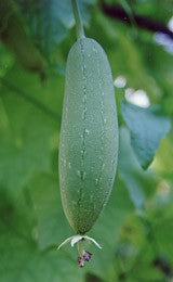 Sponge gourd-Chickni – Seeds of India