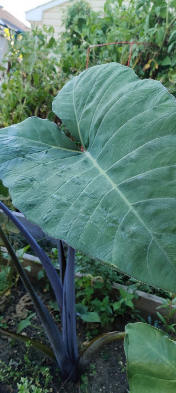 Arbi plants – Seeds of India
