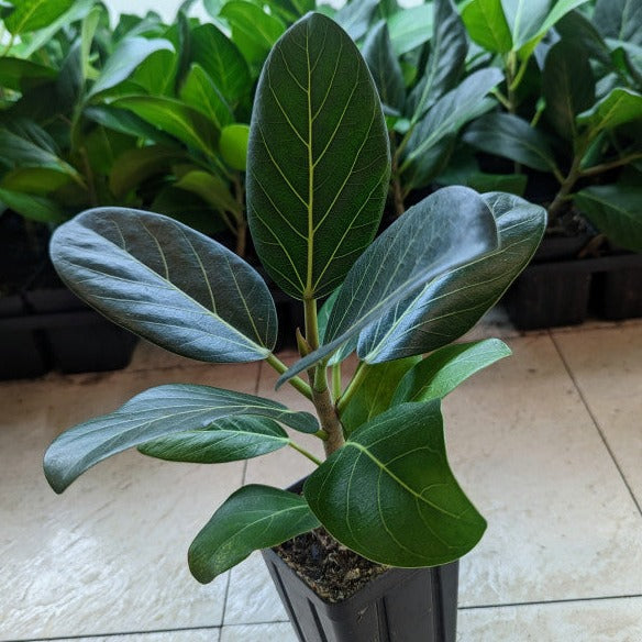 Banyan Tree-Preorder – Seeds of India