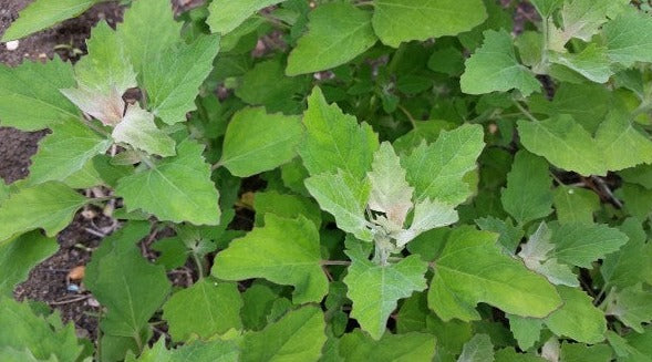 Bathua – Seeds of India