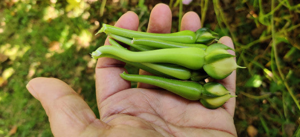 Clove Bean – Seeds of India