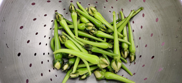 Clove Bean – Seeds of India