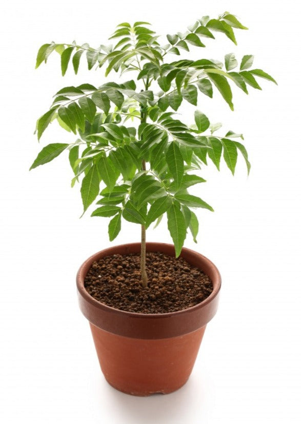 Curry Leaf Plant-Preorder – Seeds of India