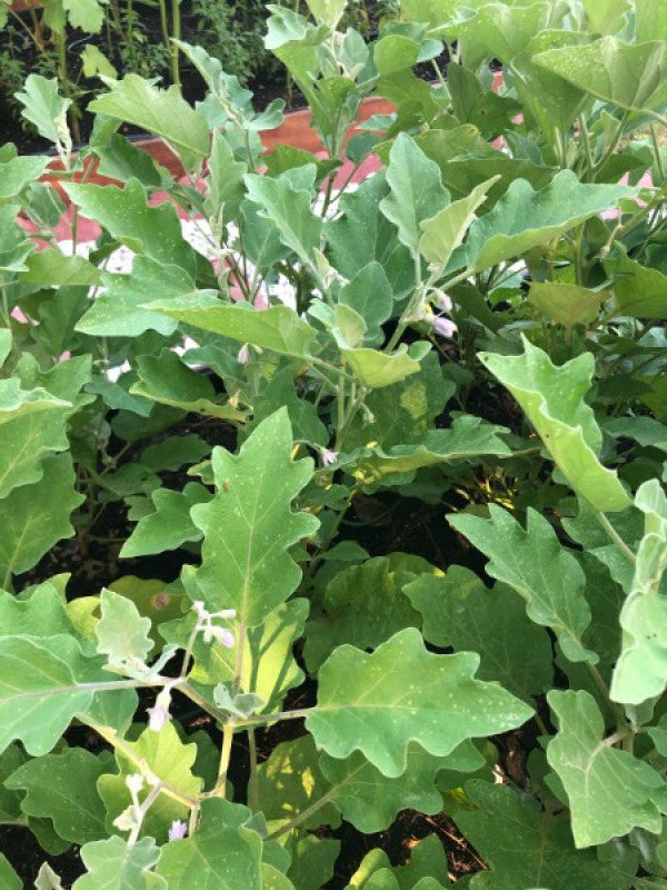 Eggplant-Ratna – Seeds of India