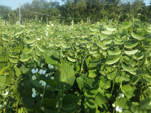 Hyacinth Bean-Avarakkai – Seeds of India
