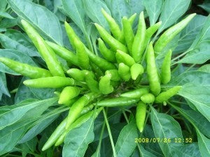 Hot Pepper-Phuljadi – Seeds of India