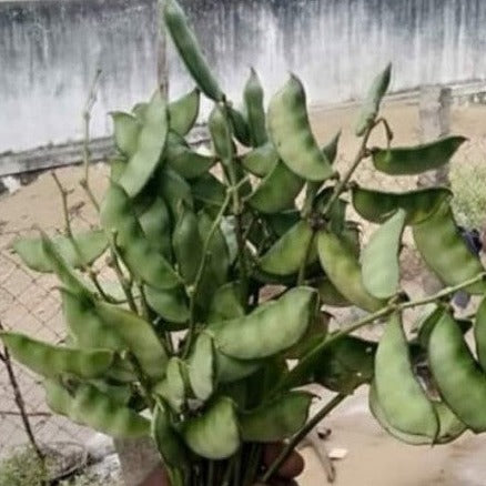 Hyacinth Bean-Green Mochai – Seeds of India