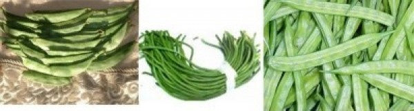 Indian Bean Collection – Seeds of India