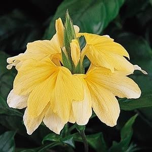 Kanakambaram Plants- Intitial Stock! – Seeds of India