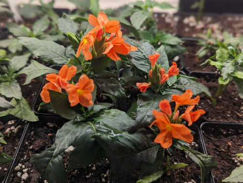 Kanakambaram Plants- Intitial Stock! – Seeds of India