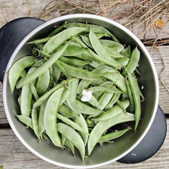 Hyacinth(Long Valor)Bean-Bhavna – Seeds of India