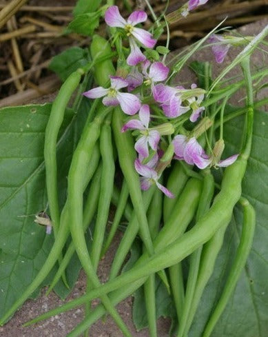 Moongre-Radish Pods – Seeds of India