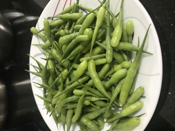 Moongre-Radish Pods – Seeds of India