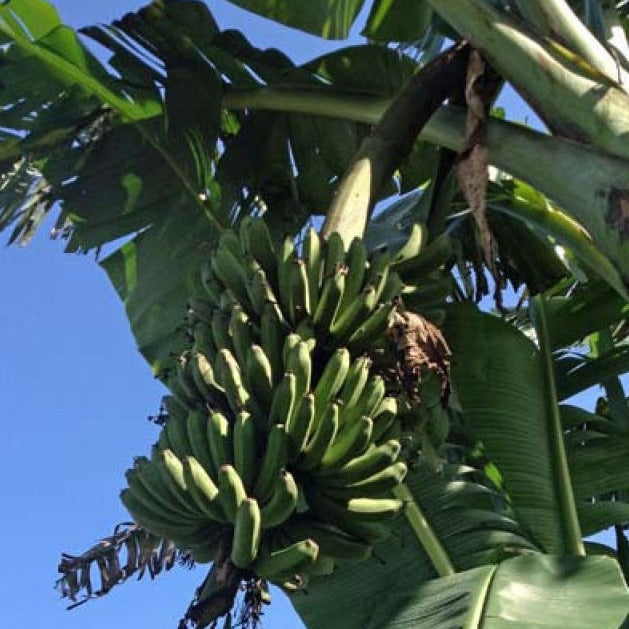 Banana - Lacatan – Seeds of India