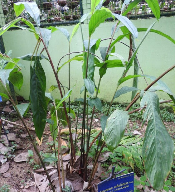 Black Cardamom – Seeds of India