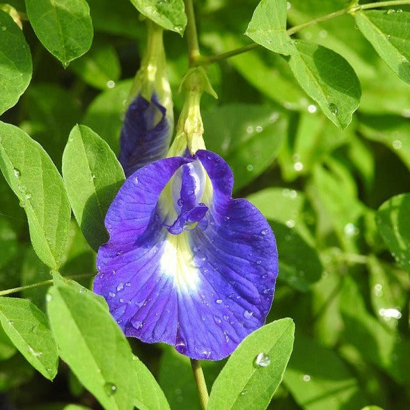 Butterfly Pea – Seeds of India