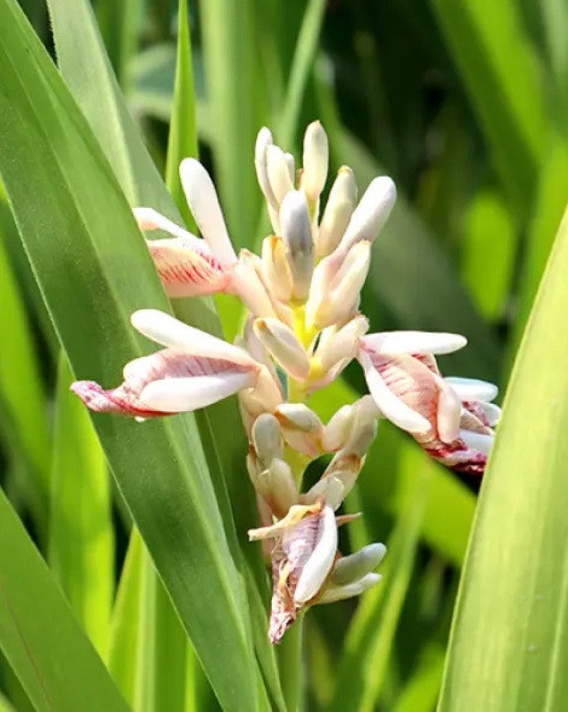 Greater Galangal Plant – Seeds of India