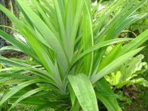 Pandan – Seeds of India