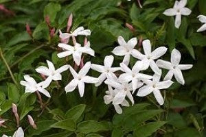 Poet's Jasmine – Seeds of India