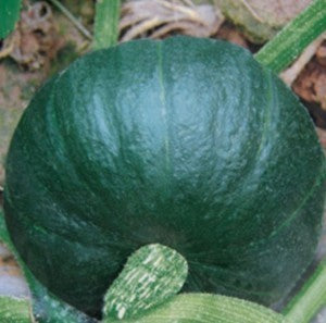 Pumpkin-Jade Prince – Seeds of India