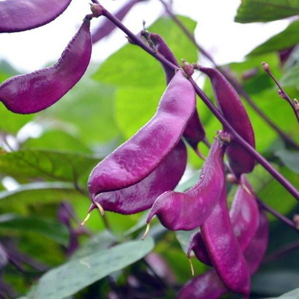 Purple Hyacinth Bean – Seeds of India
