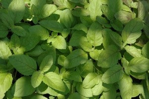 Ram Tulsi Plant – Seeds of India