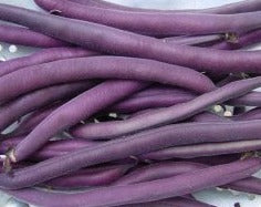 Royal Burgundy Bean – Seeds of India