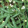 Hyacinth(Valor)Bean-Lakshmi – Seeds of India