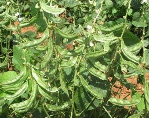 Hyacinth(Valor)Bean-Lakshmi – Seeds of India