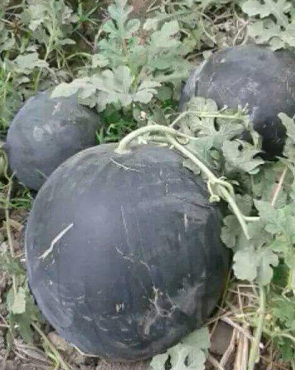 Watermelon-Midnight – Seeds of India