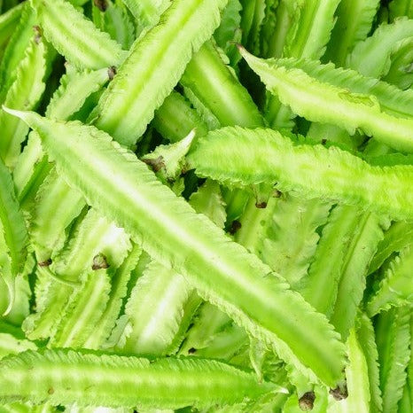 Winged Bean-Vimaan – Seeds of India