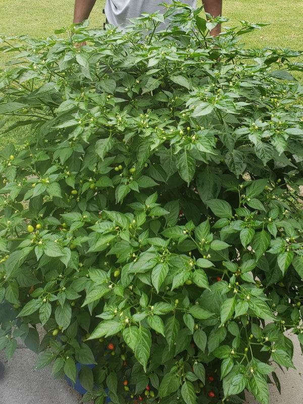 Wiri Wiri Pepper Plant – Seeds of India