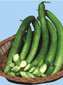 Cucumber-Kakdi – Seeds of India